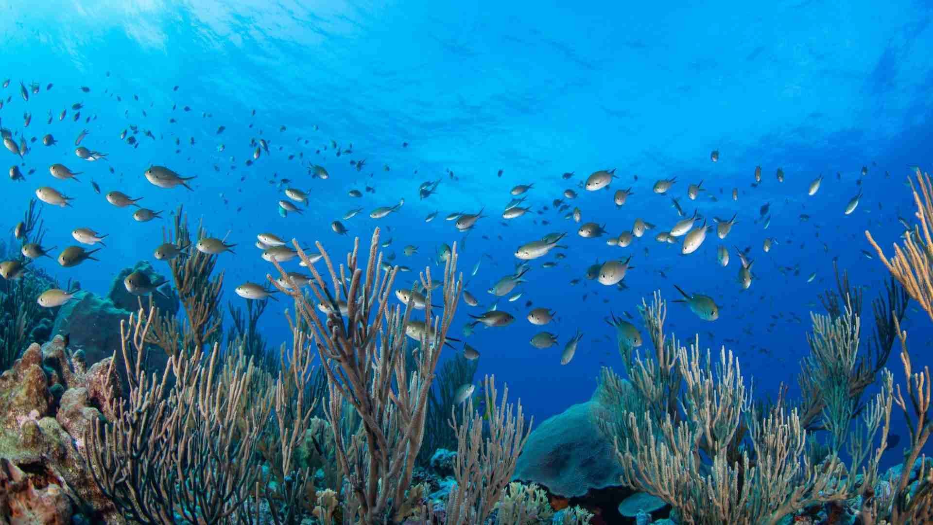 Fauna Marina en Cancún: Conoce las Especies Marinas del Caribe Mexicano ...