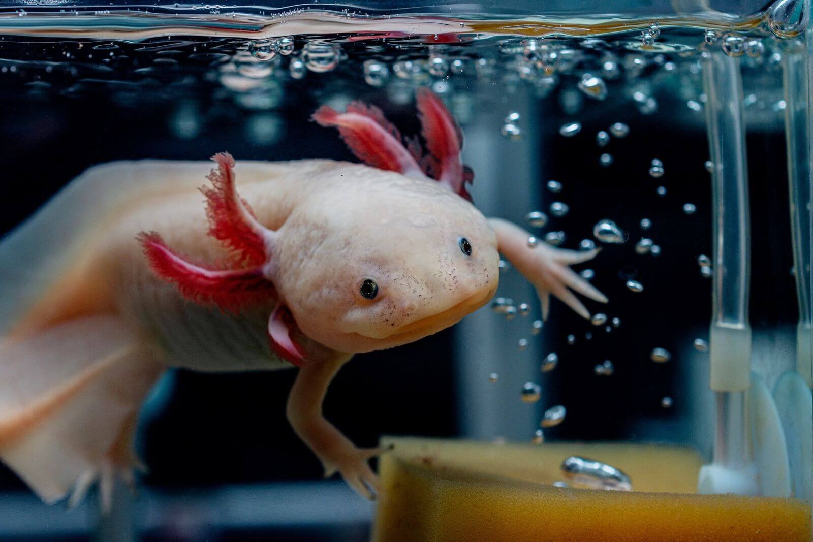Axolotl Characteristics What is an Axolotl