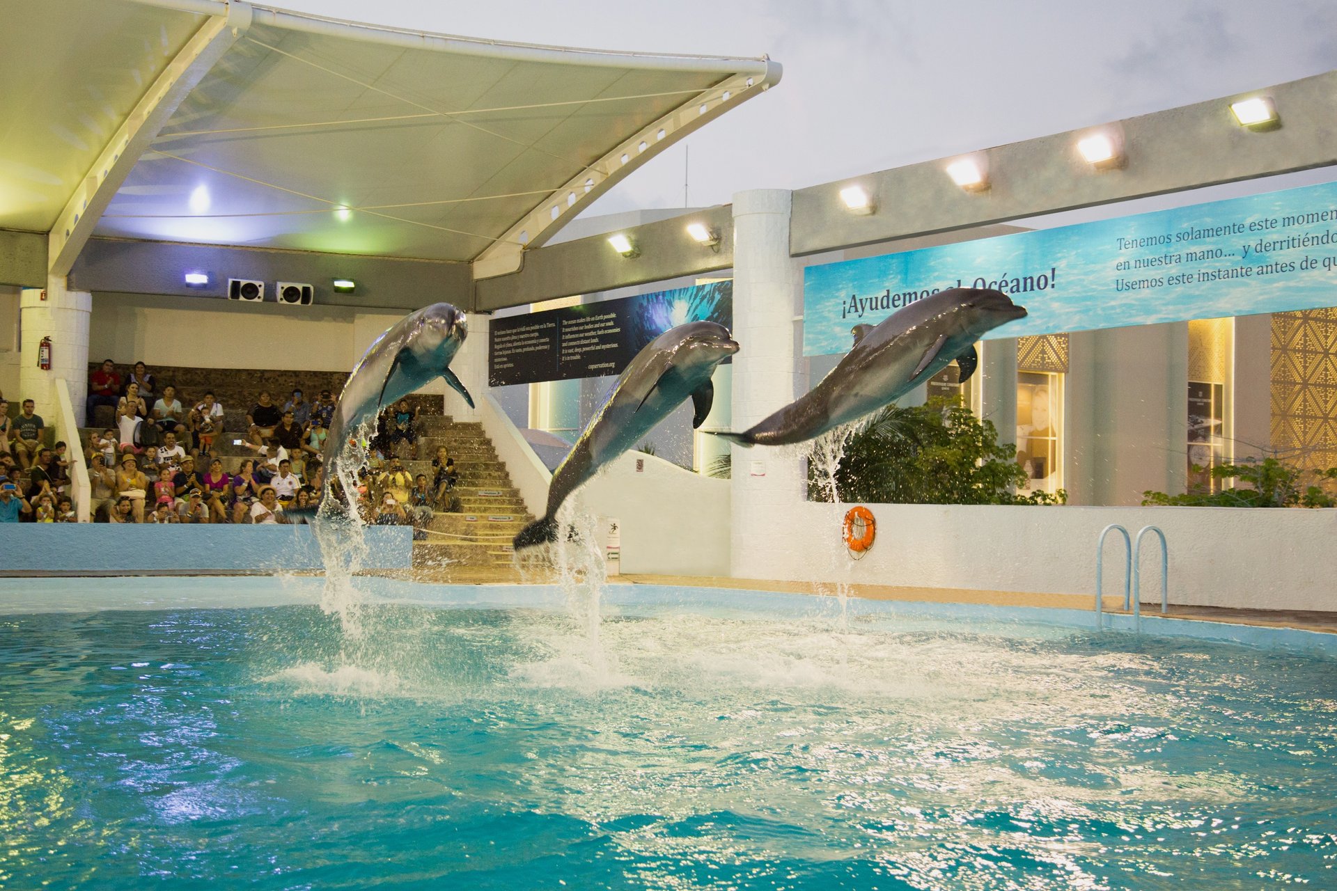 Nado con delfines en el Acuario Interactivo de Cancún