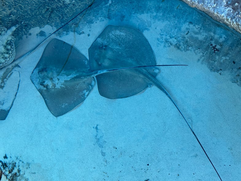 Cancun Fish species | Interactive Aquarium Cancun