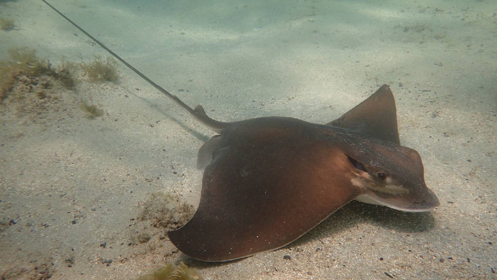 Especies de Rayas en México
