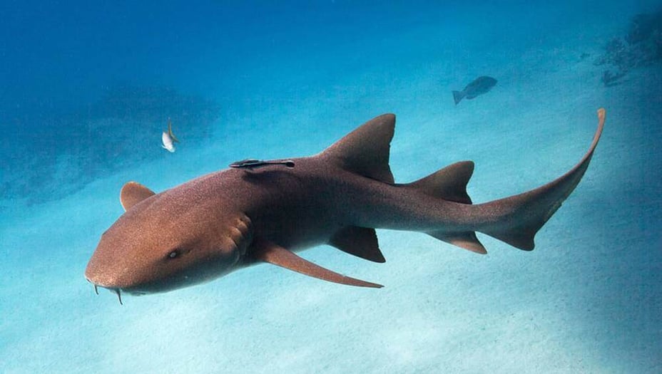 Fauna Marina en Cancún: Conoce las Especies Marinas del Caribe Mexicano ...