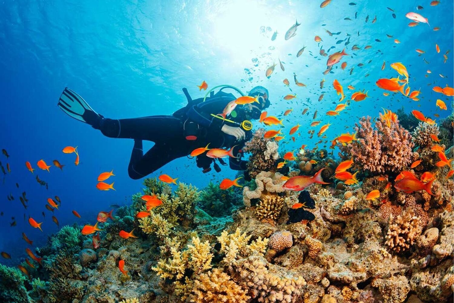 Discover Cancun’s Reefs