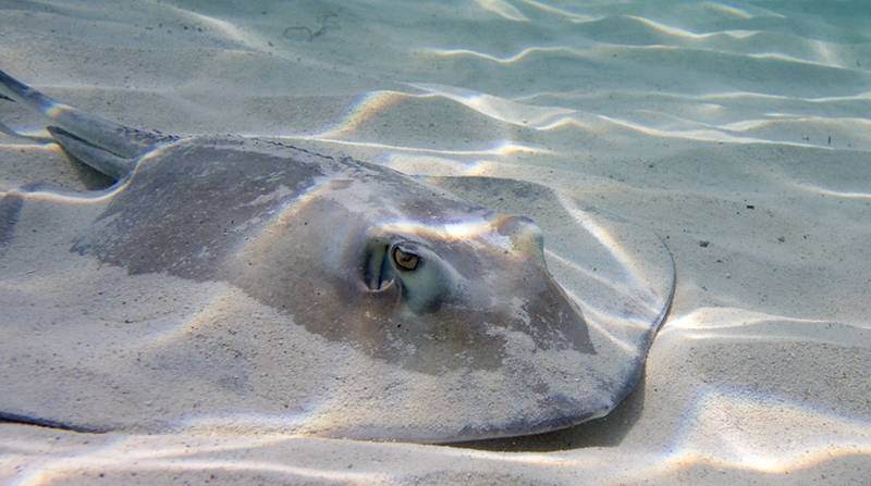 Fauna Marina en Cancún: Conoce las Especies Marinas del Caribe Mexicano ...