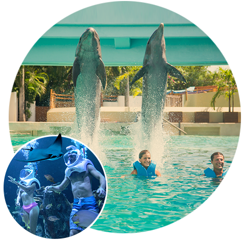 Swim with dolphins in Cancun | Interactive Aquarium Cancun
