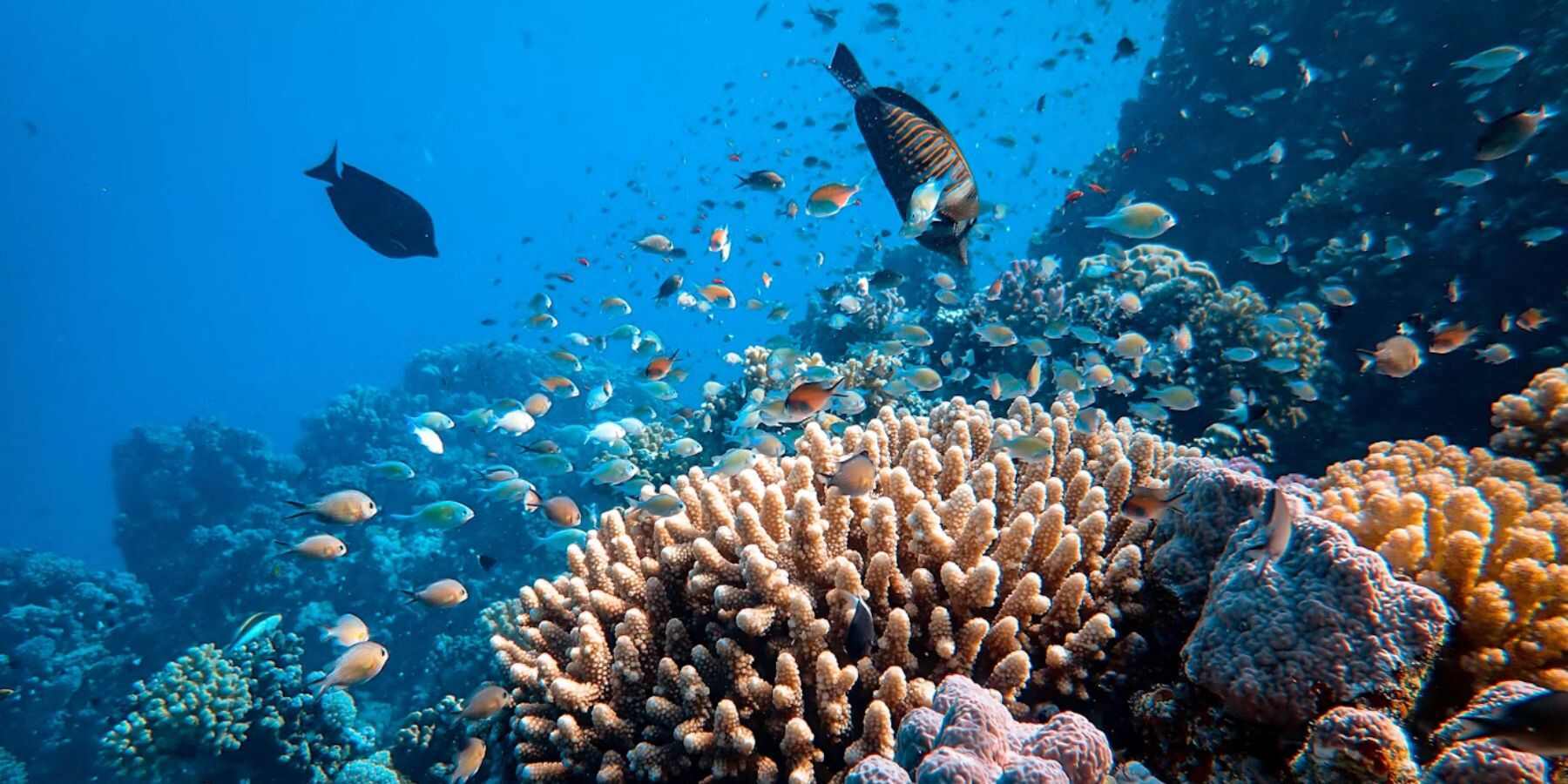 Fauna Marina en Cancún: Conoce las Especies Marinas del Caribe Mexicano ...